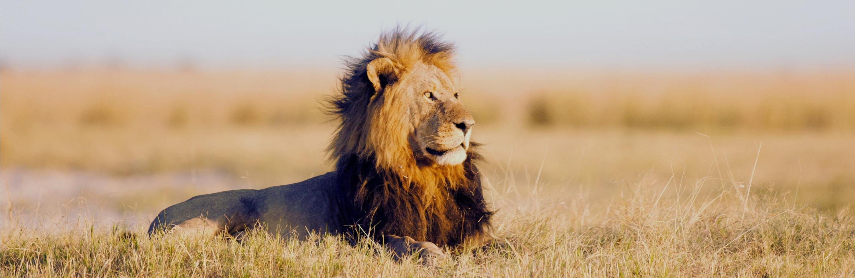 Lion Animal Medicine Collection - Soulku