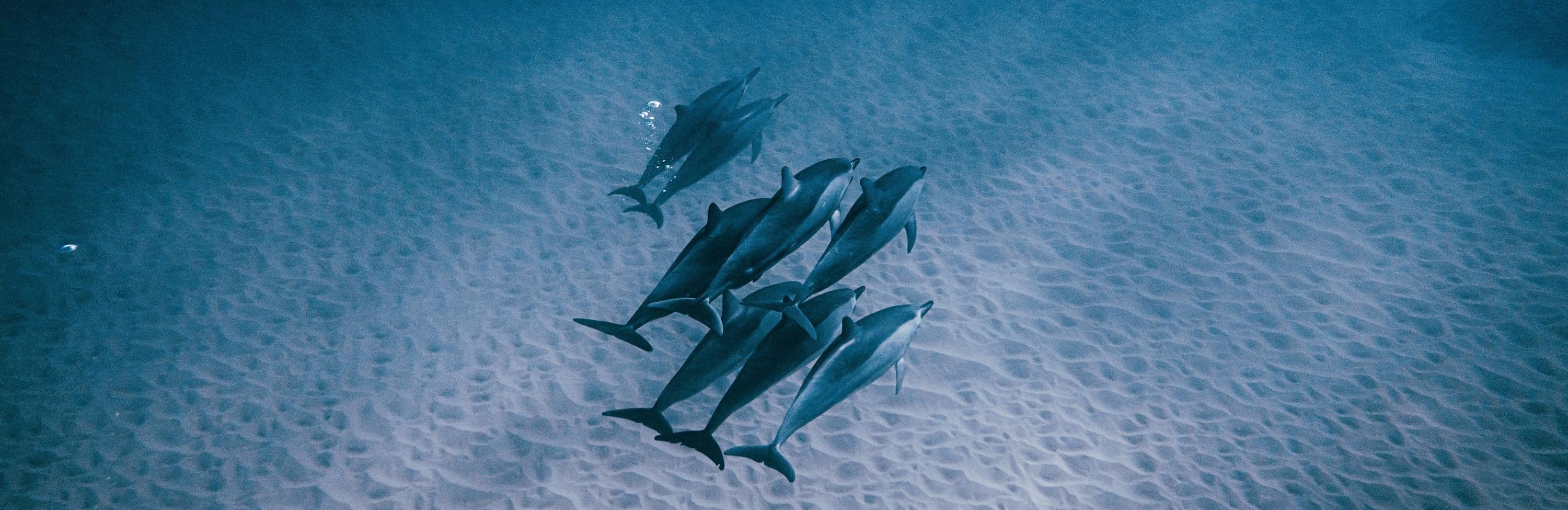 Dolphin Animal Medicine – SoulKu